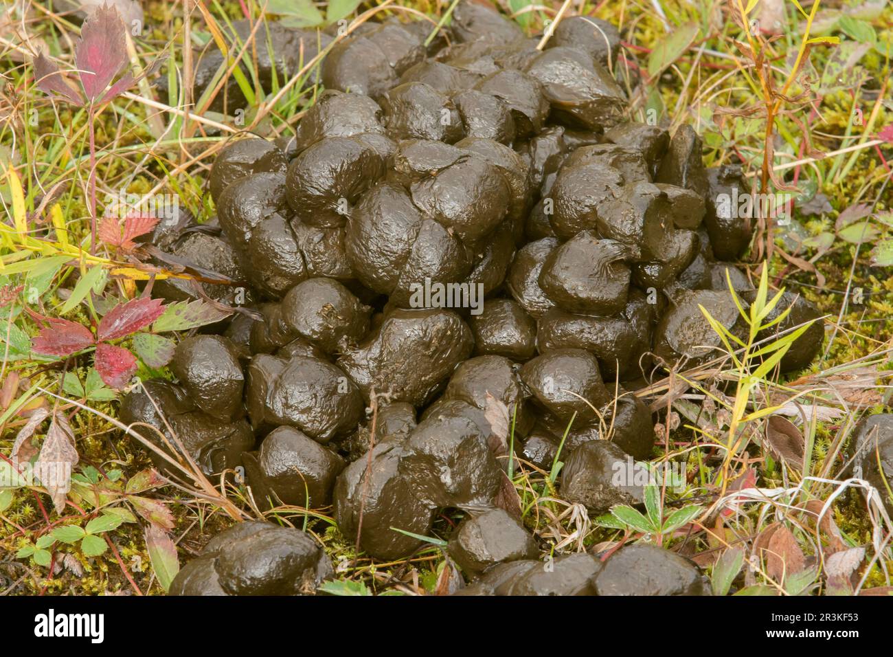 Excrement of a male Eastern moose (Alces americanus). Parc de la ...