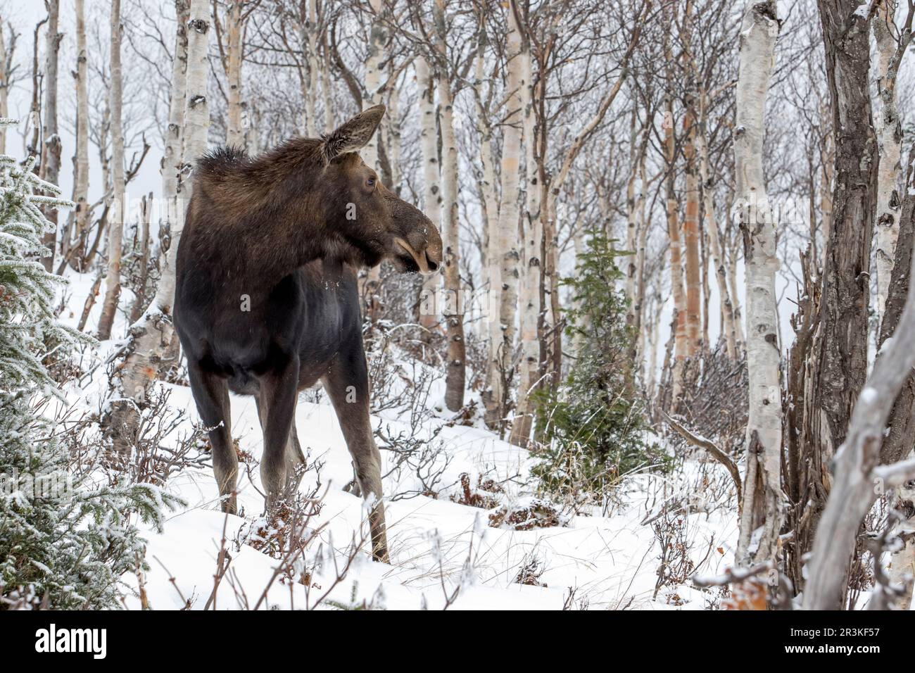 Eastern moose (Alces americanus) female standing in a snowy forest ...