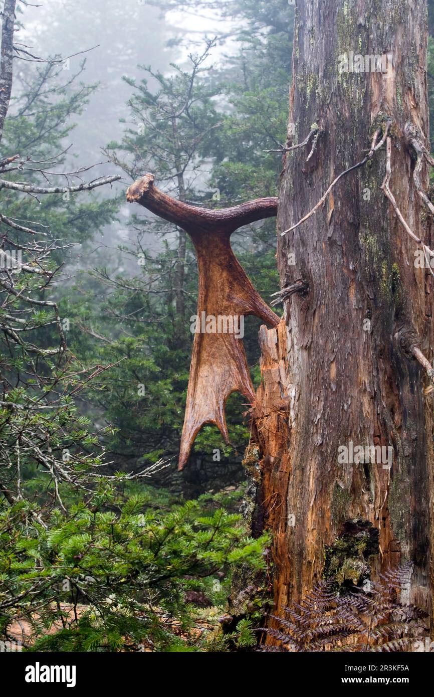 Antlers of a male Eastern moose (Alces americanus)stuck in an old stump ...