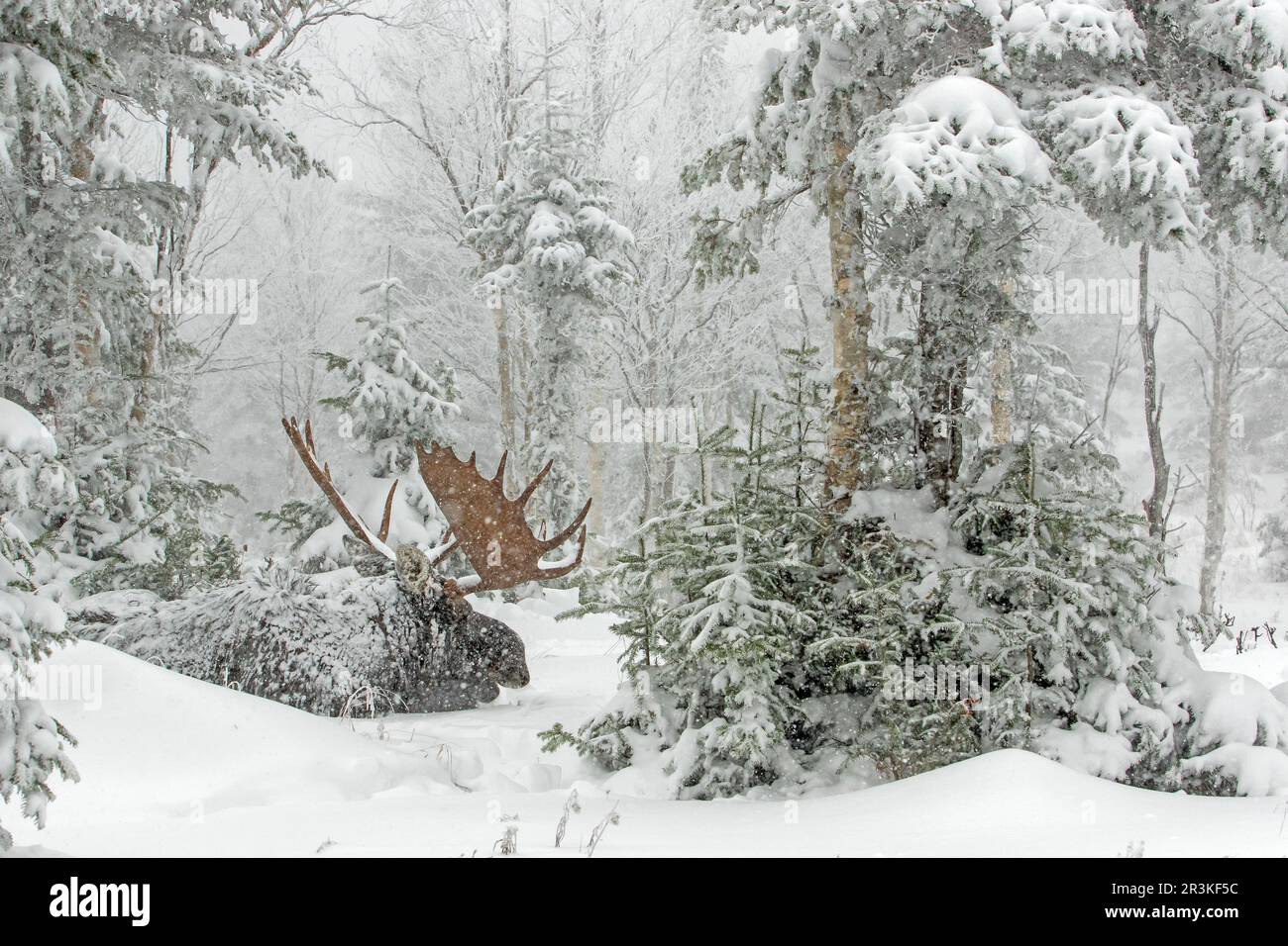 Eastern moose (Alces americanus) male lying down and ruminating in a ...