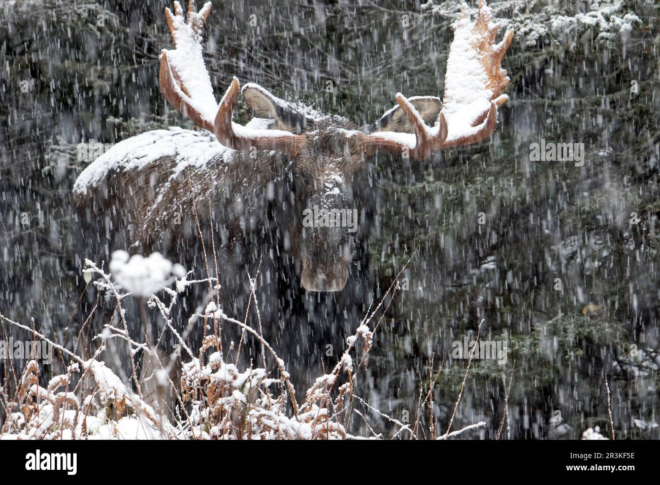 Eastern moose (Alces americanus) male during a snowstorm after the ...