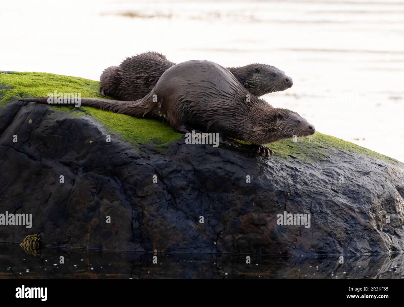Wild female Otter (Lutra lutra) & her cub on rocks, Isle of Mull ...