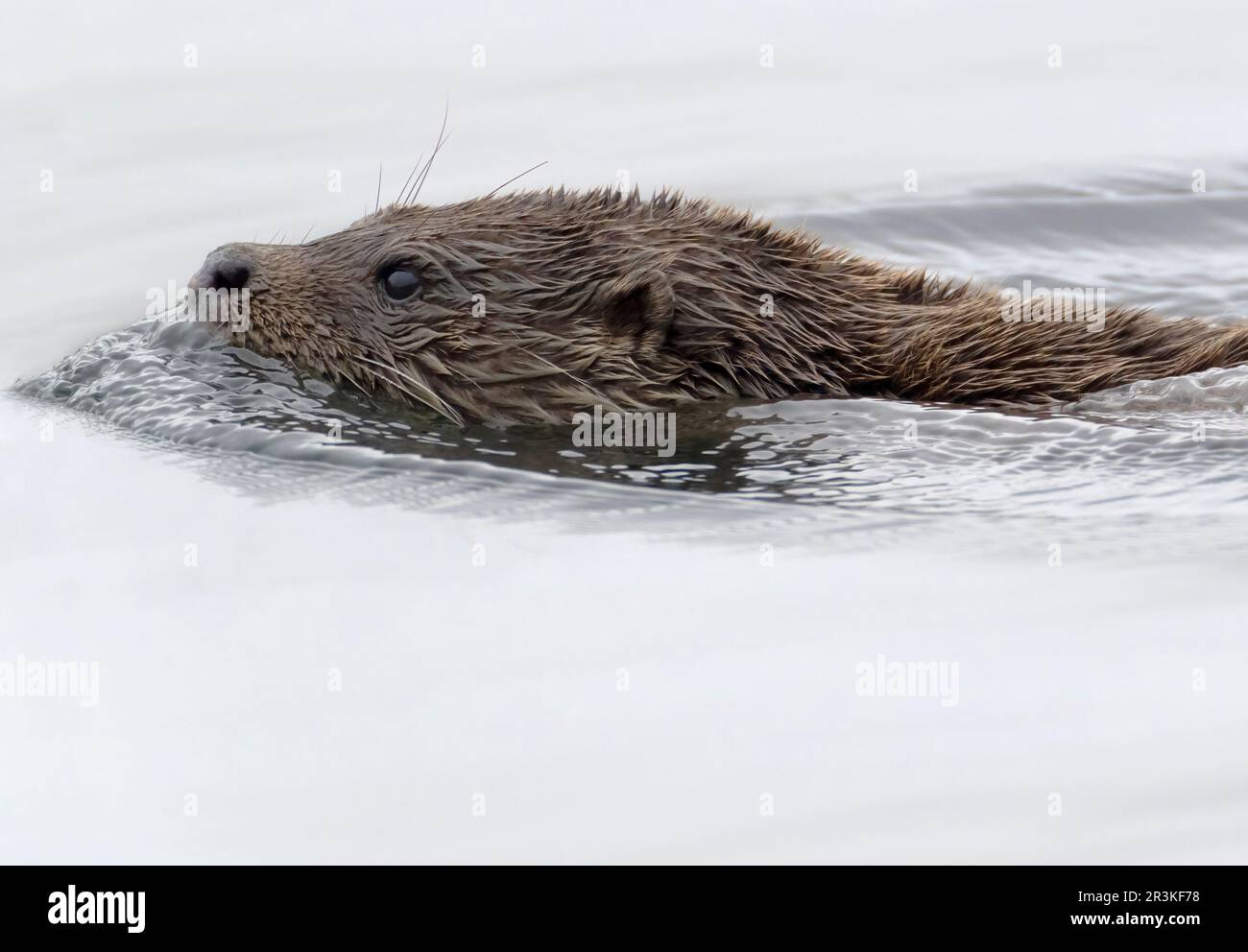 Wild Otter (Lutra lutra) swimming on the Isle of Mull, Scotland Stock ...