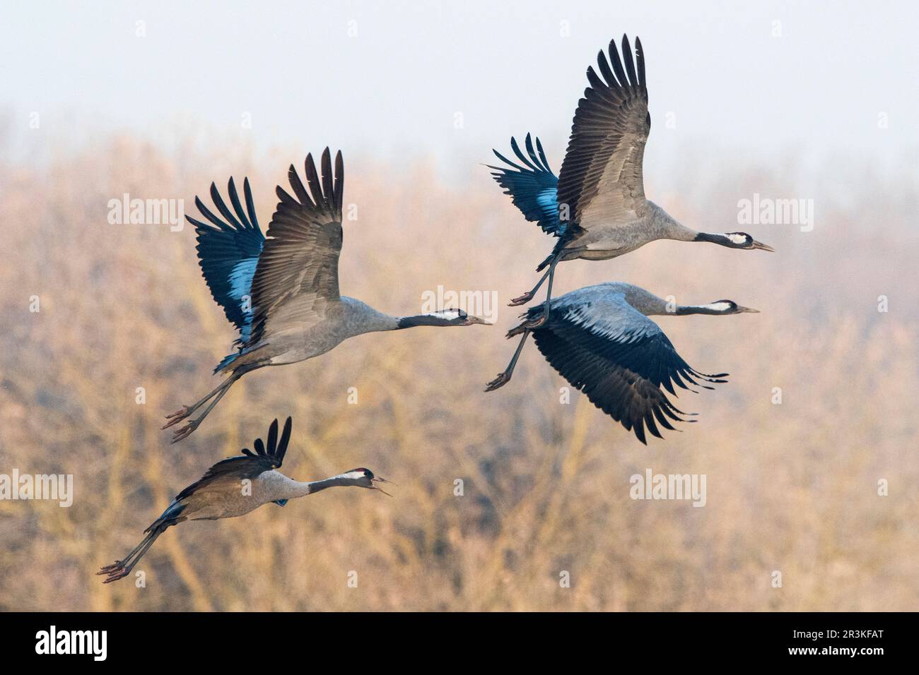 Common crane (Grus grus) group flying, Lac du Der, Champagne, France ...