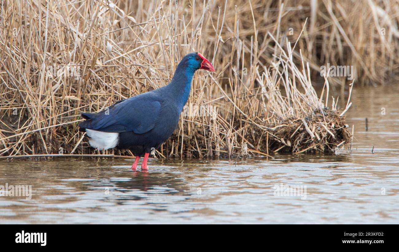 Western Swamphen Porphyrio Porphyrio In The Water Camargue France