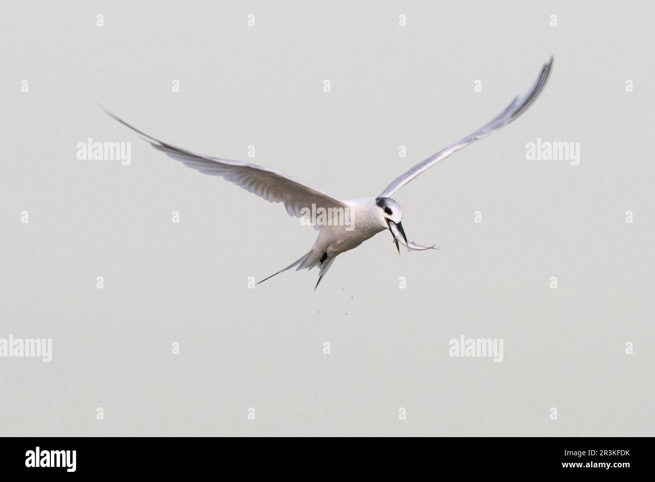 Sandwich tern (Thalasseus sandvicensis) in flight with prey, Brittany ...