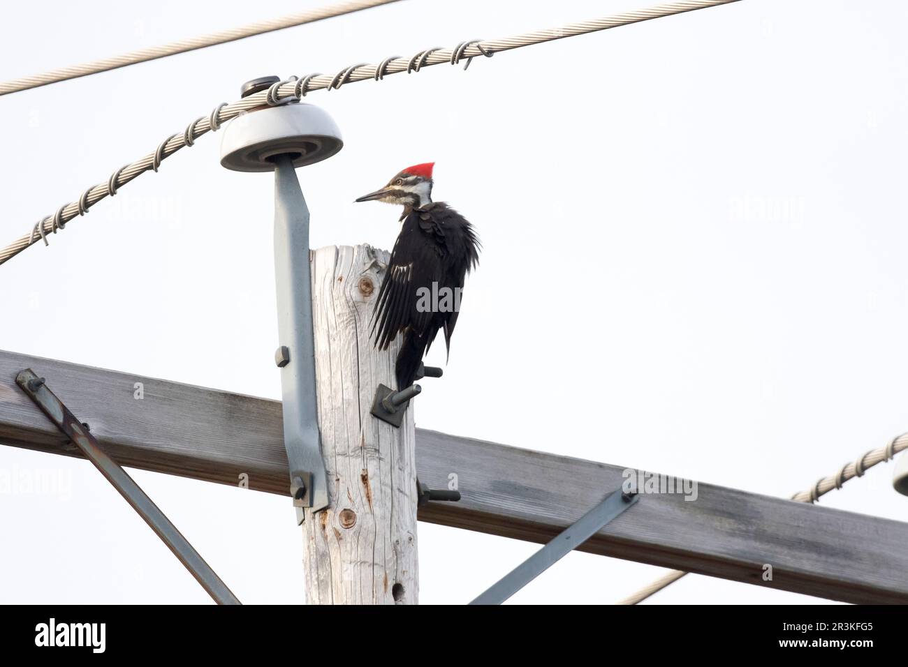 Pileated Woodpecker (Dryocopus pileatus) female on an electric pole and ...