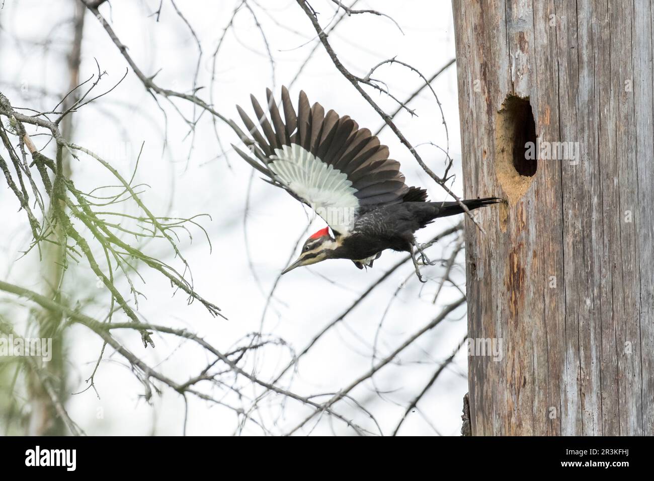 Pileated woodpecker (Dryocopus pileatus) Female flies from her nesting ...