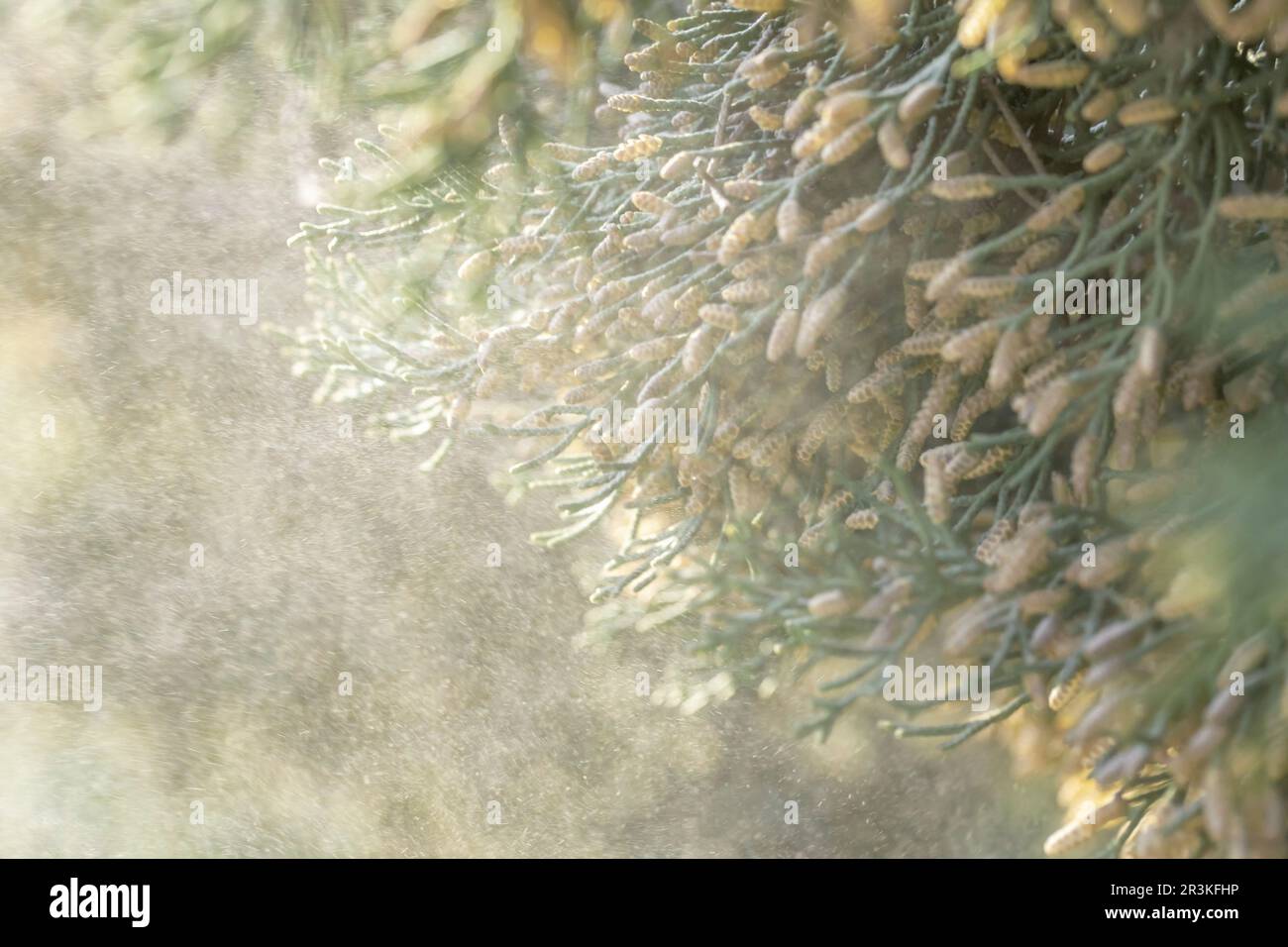 Mediterranean cypress (Cupressus sempervirens) dispersing pollen ...