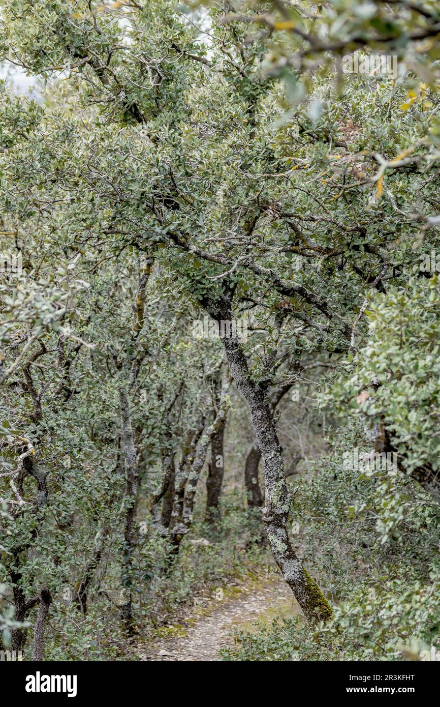 Holm oak (Quercus ilex) coppice with pathway, Vaucluse, France Stock ...