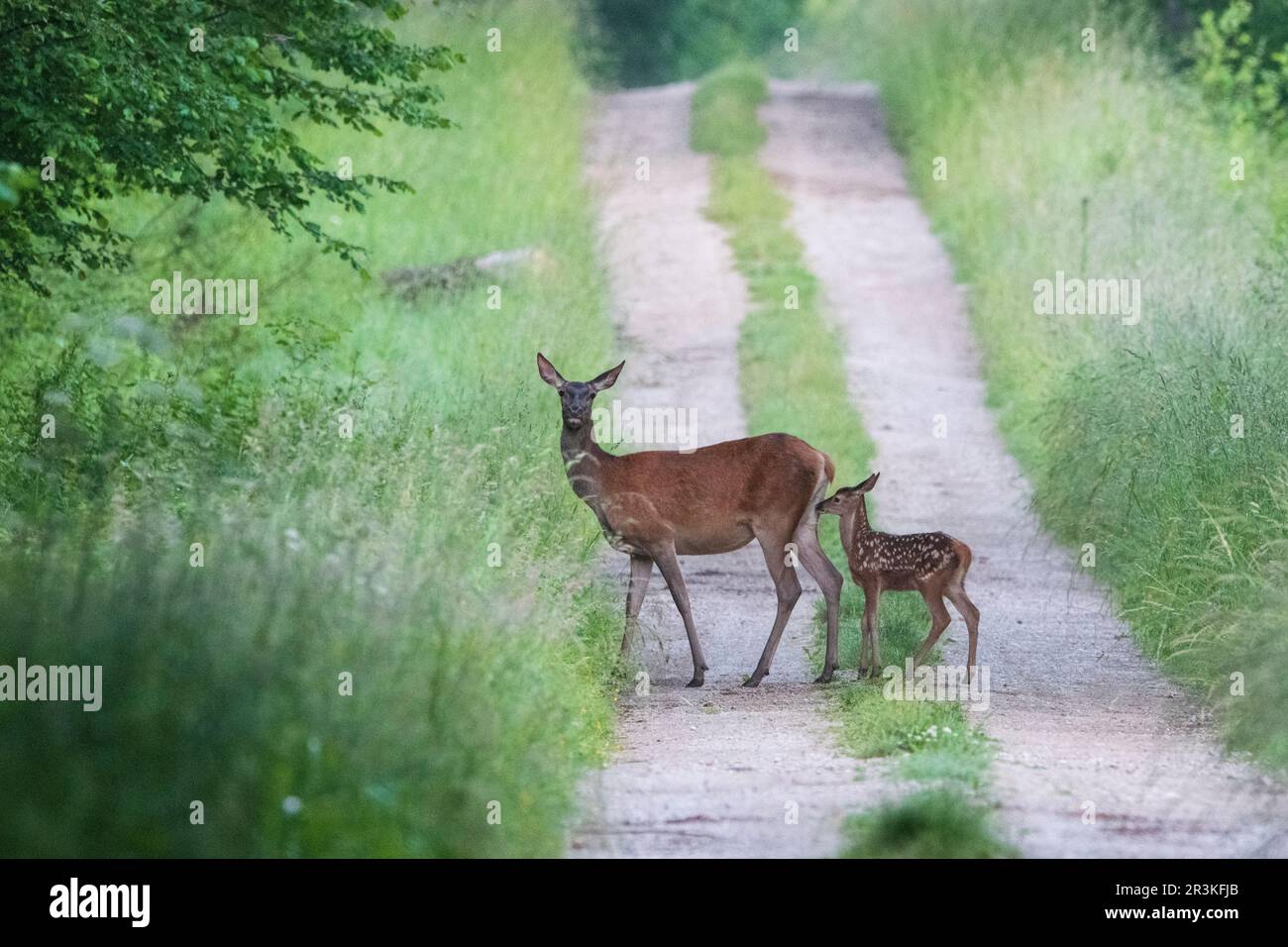 Red deer (Cervus elaphus) hind and fawn on track, Vosges, France Stock ...