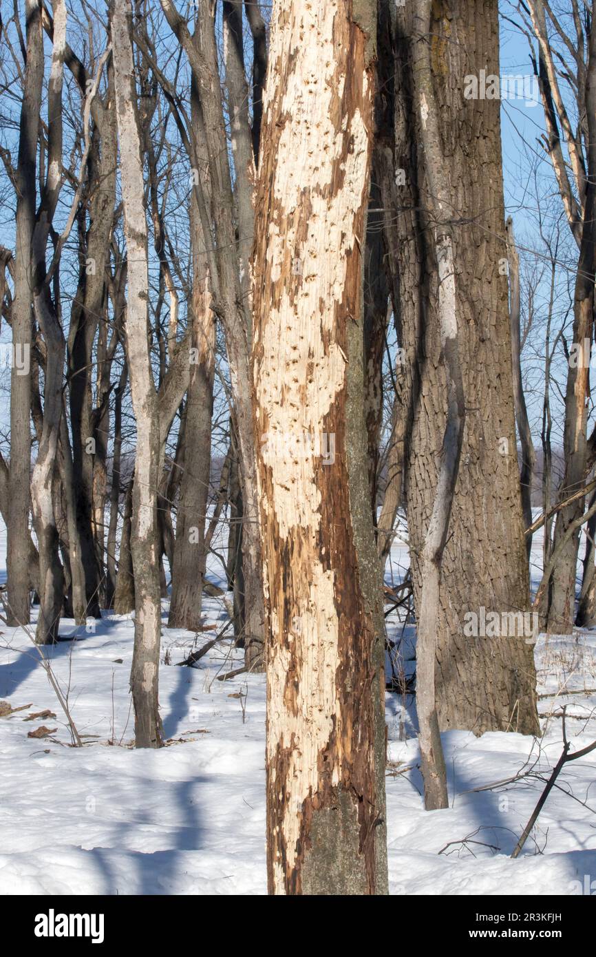 Dead tree dug by woodpeckers looking for insect larvae. Mauricie region ...