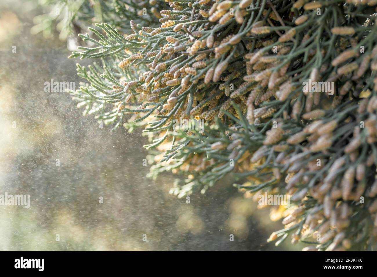 Mediterranean cypress (Cupressus sempervirens) dispersing pollen ...