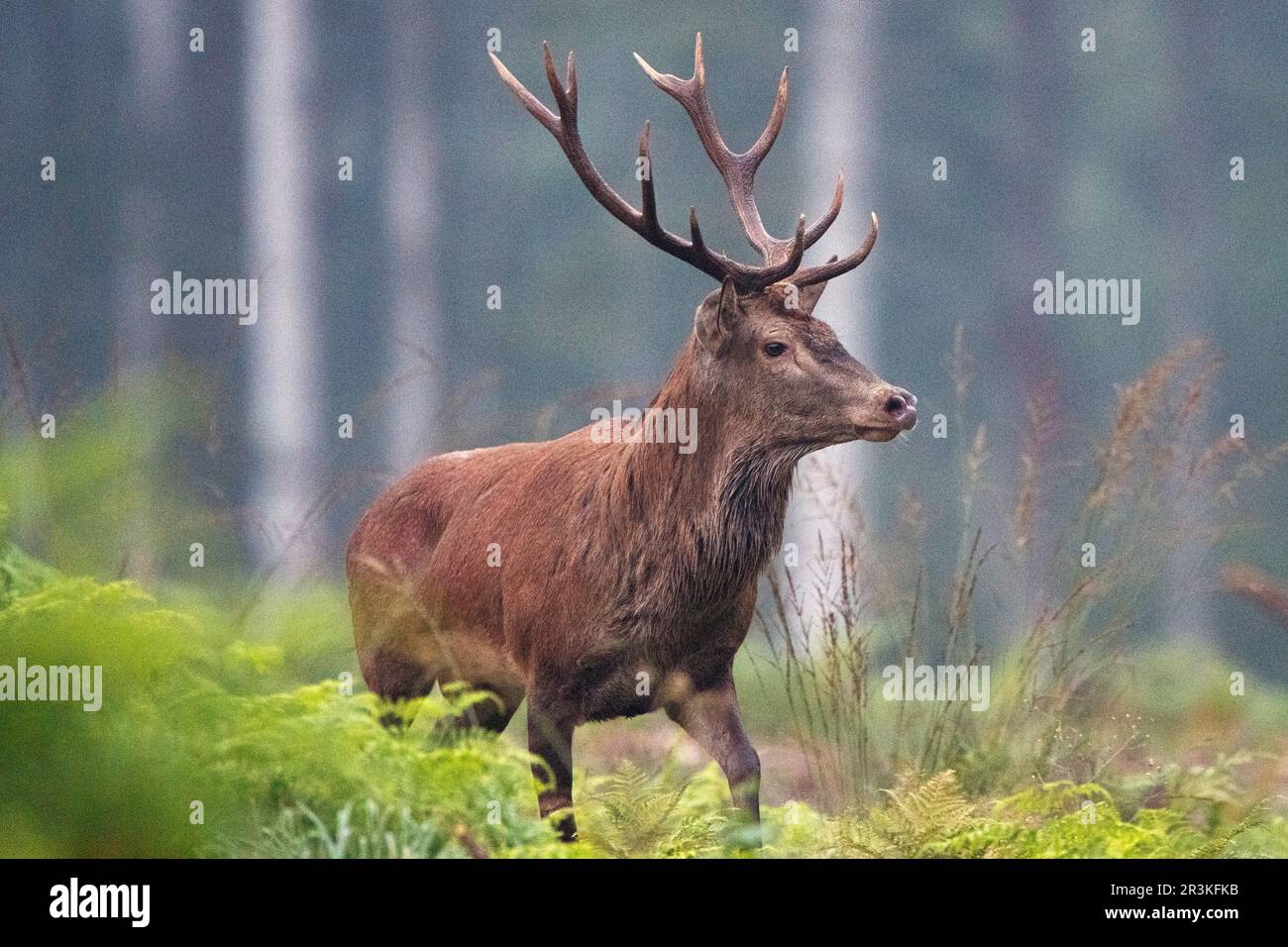 Red deer (Cervus elaphus) stag in forest, Vosges, France Stock Photo ...
