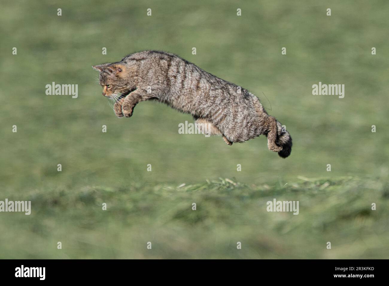 Wildcat (Felis silvestris) jumping, Vosges, France Stock Photo - Alamy