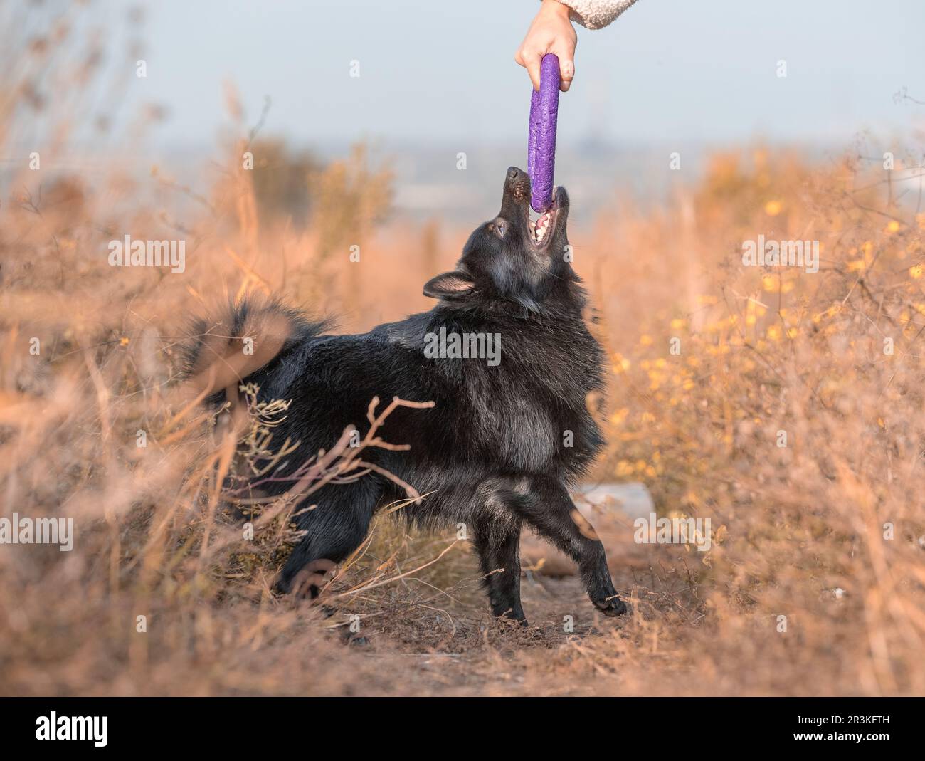 Schipperke puppy hi-res stock photography and images - Alamy