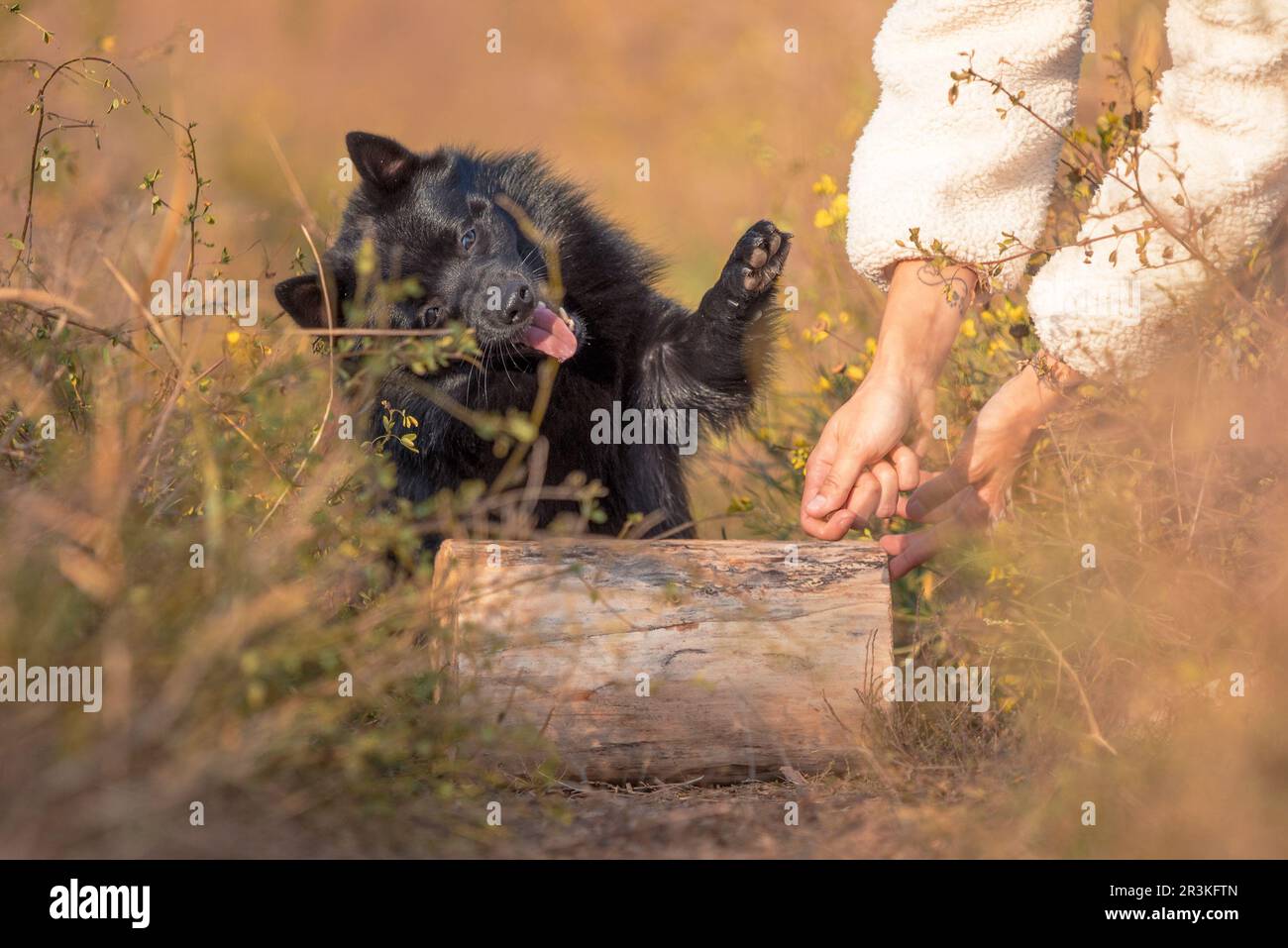 Human puppy play outdoor hi-res stock photography and images - Alamy