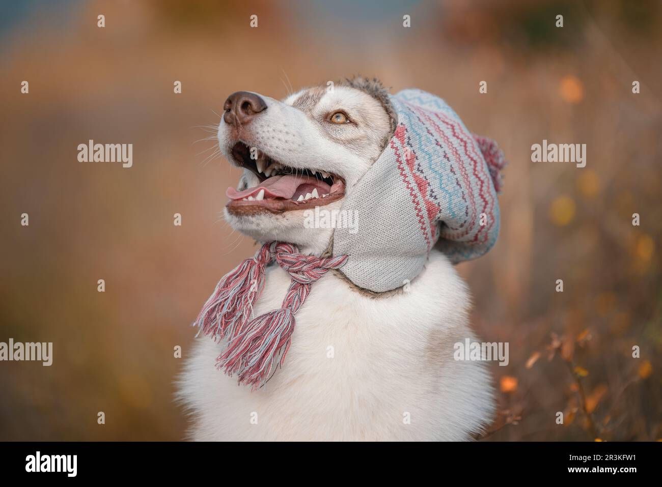 Hat colors hi-res stock photography and images - Alamy