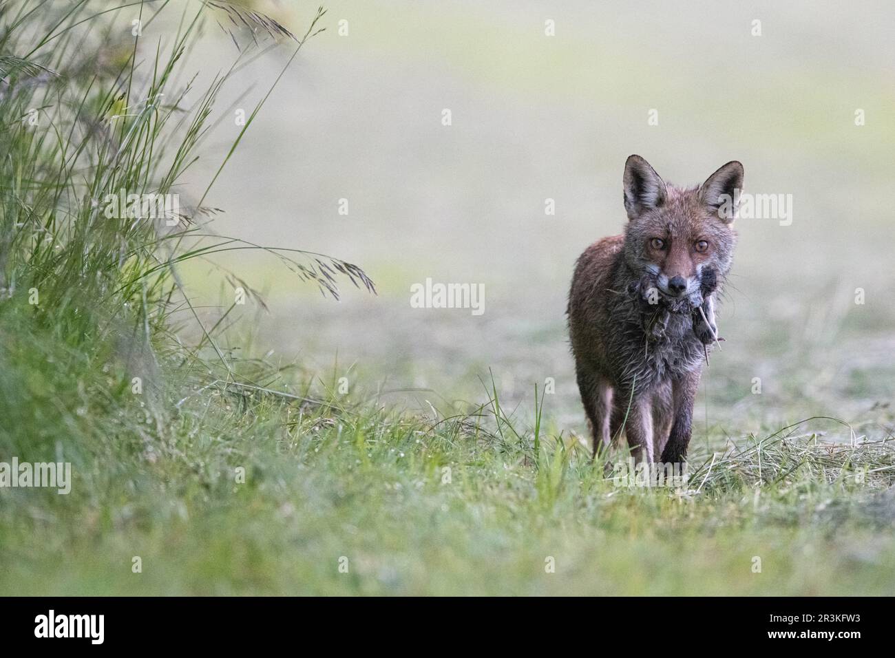 Red fox (Vulpes vulpes) with prey, Vosges, France Stock Photo - Alamy