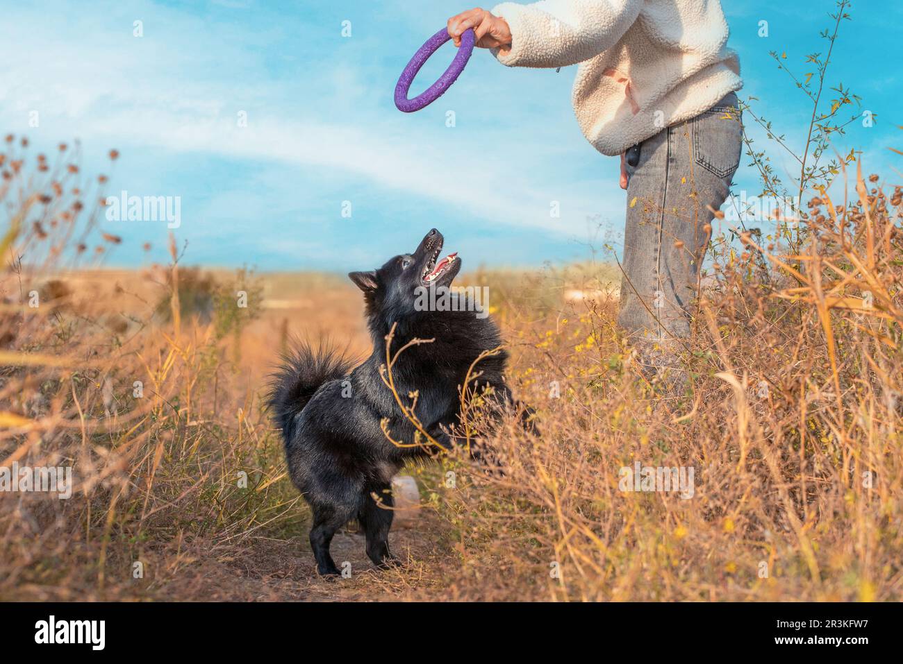 Schipperke puppy plays with owner with purple toy Stock Photo - Alamy