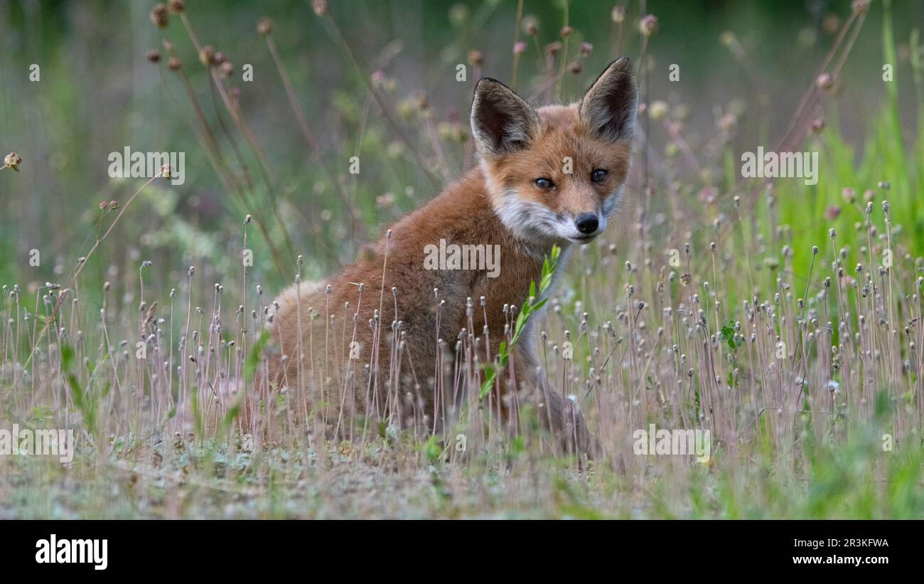 Red fox (Vulpes vulpes) portrait, Vosges, France Stock Photo - Alamy