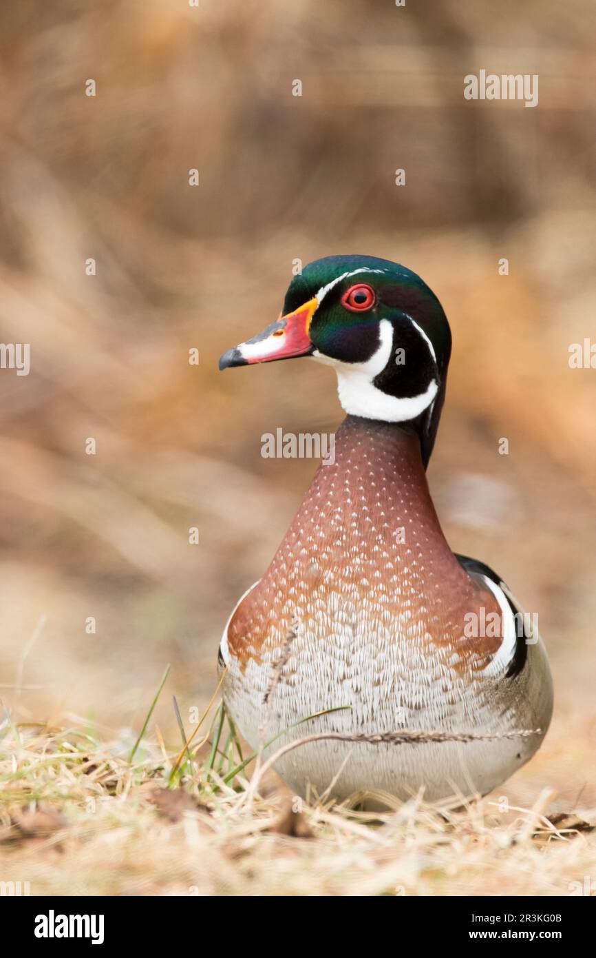 Wood Duck (Aix sponsa) male standing and watching. Mauricie region ...