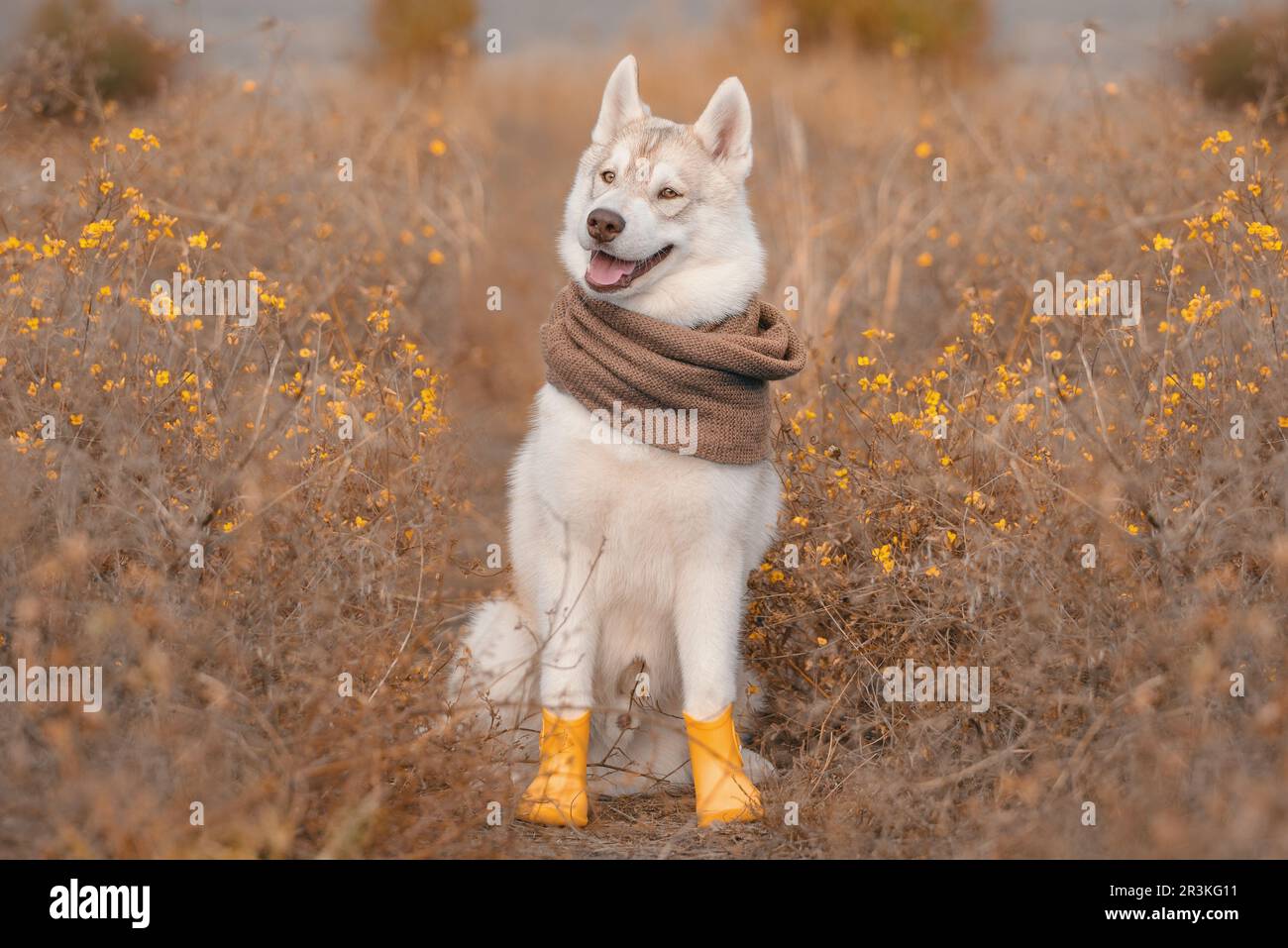 Husky in yellow scarf hi-res stock photography and images - Alamy