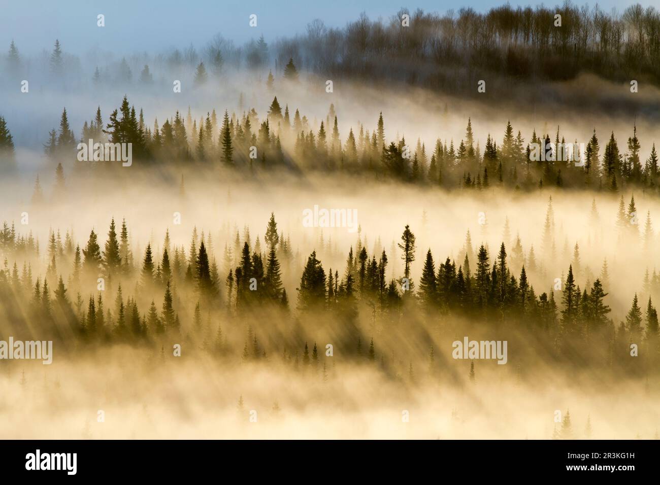 Boreal forest landscape in the morning mist. Gaspesie Park. Quebec ...
