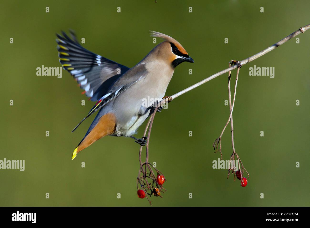 Bohemian waxwing (Bombycilla garrulus) perching on a shrub of carnberry ...