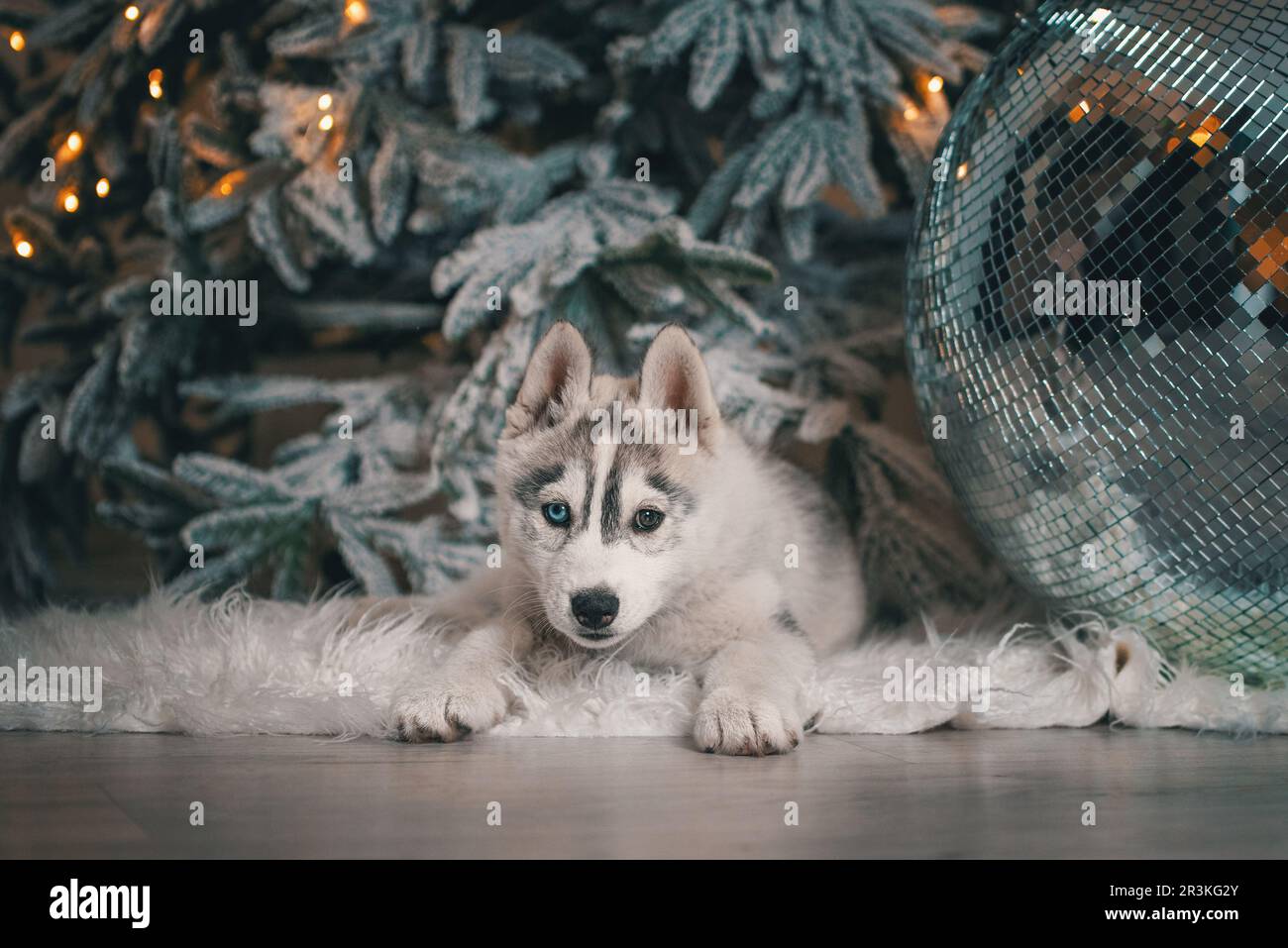 Christmas Husky Puppies Wallpaper