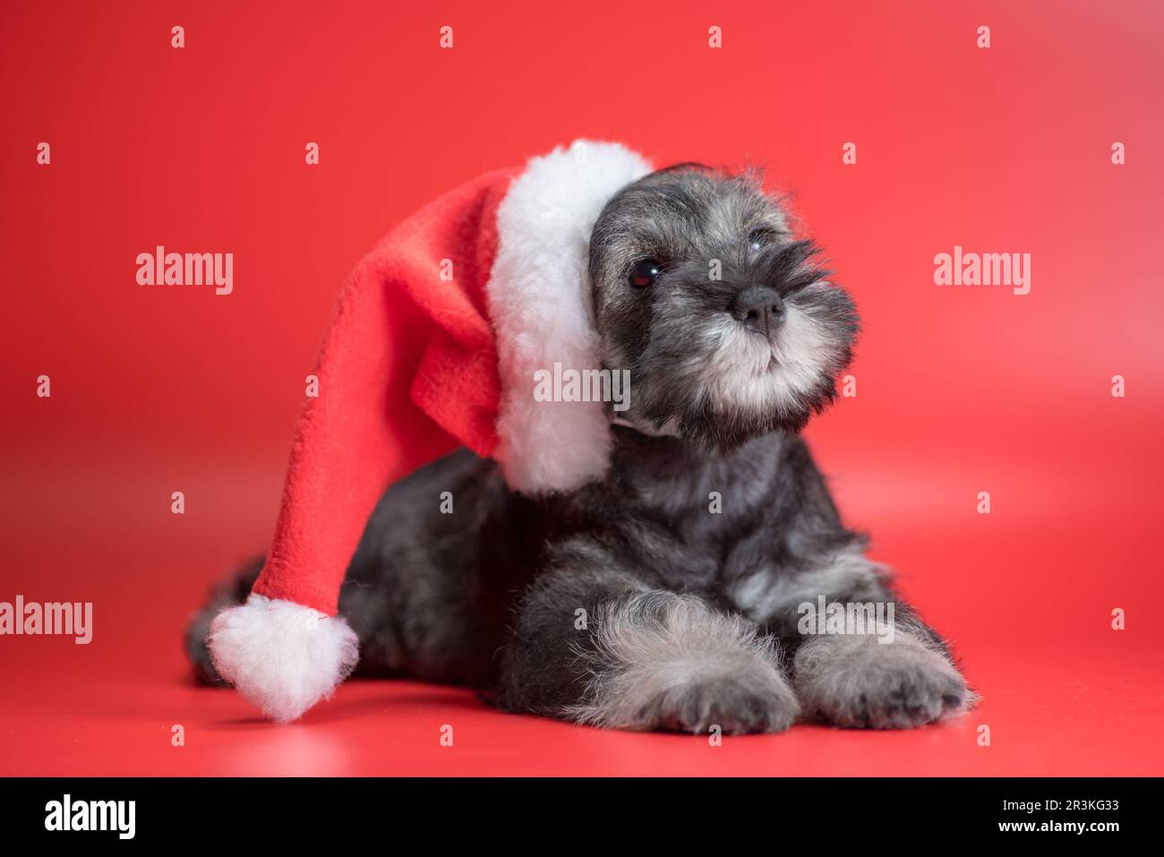 Miniature Schnauzer puppy in a Santa hat lies on a red background Stock ...