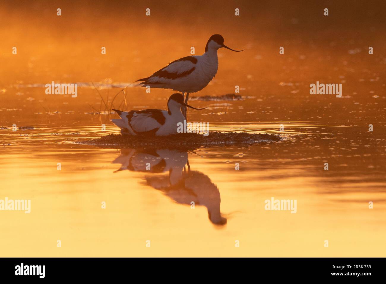 Pied Avocet (Recurvirostra avosetta) at nest at dawn, Vendee, France ...