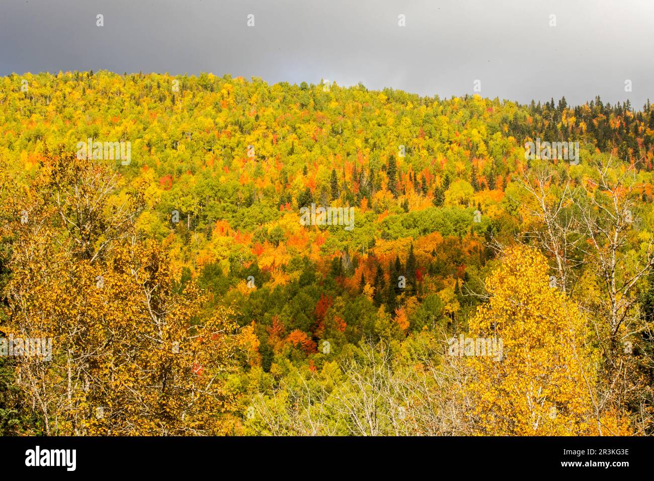 Boreal forest and autumn colours. Parc de la Gaspesie. Quebec. Canada ...
