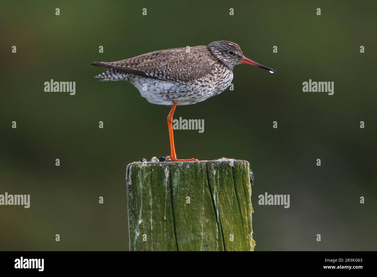 Common Redshank (Tringa totanus) on a pole, Vendee, France Stock Photo ...
