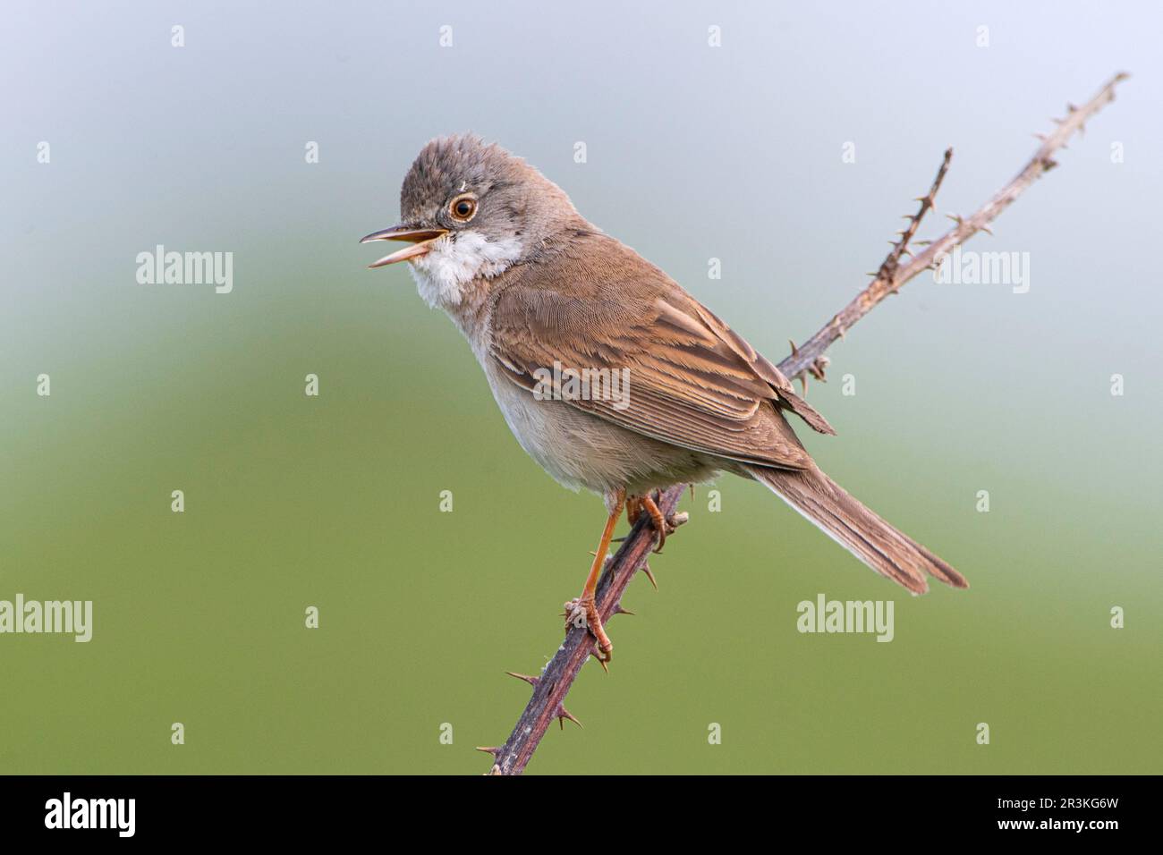 Common Whitethroat (Curruca communis) singing, Vendee, France Stock ...