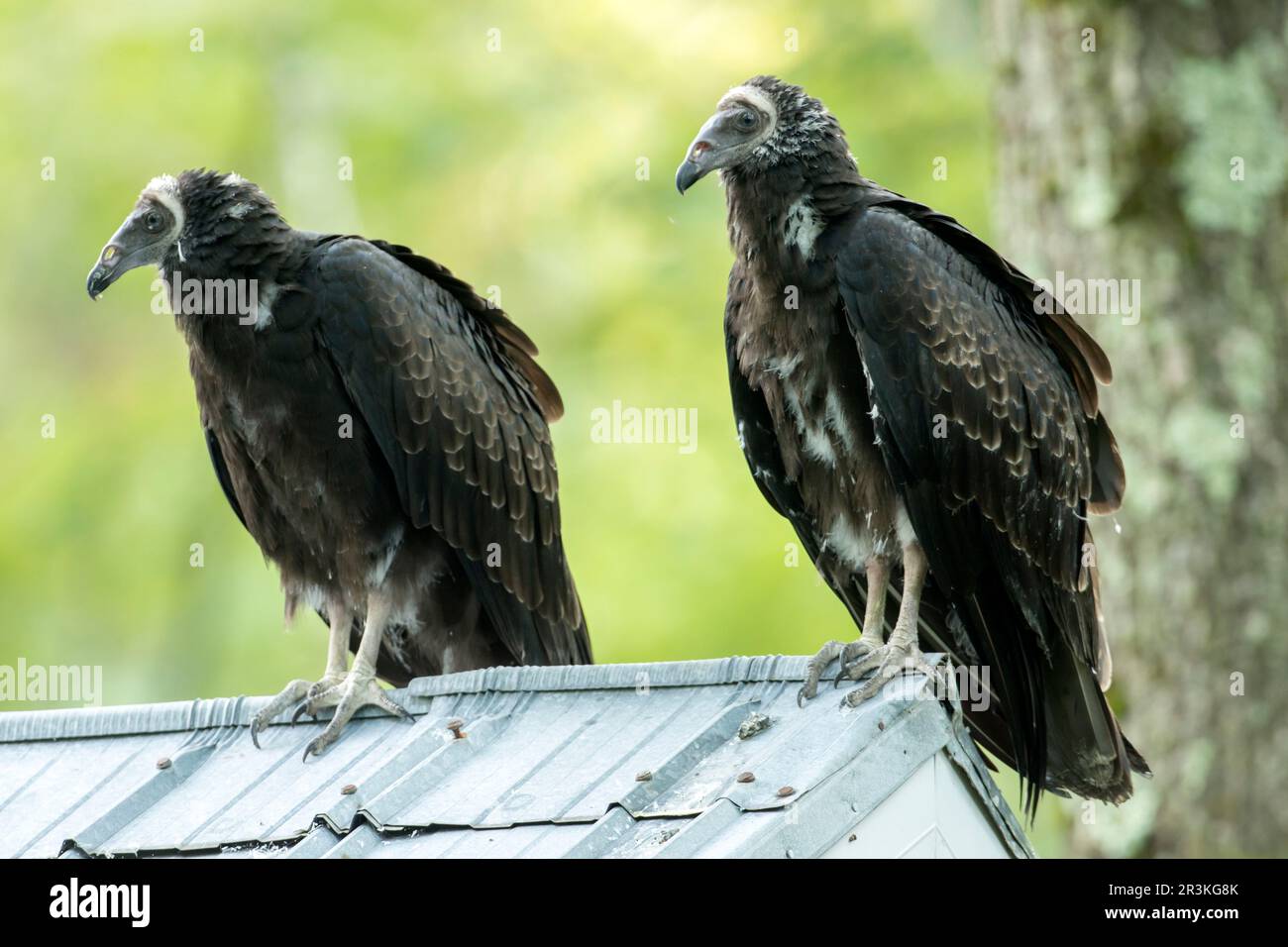 Turkey vulture (Cathartes aura) youngs moulting their feathers and ...