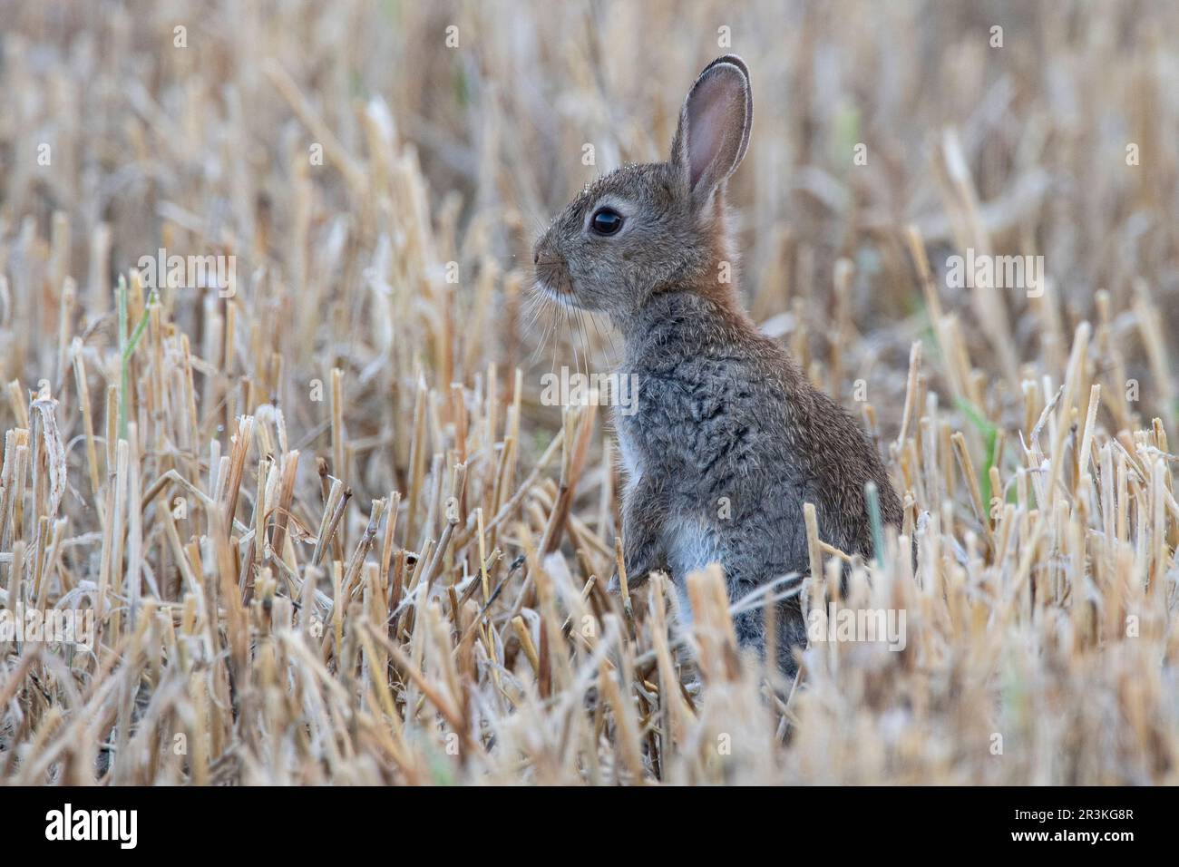 European rabbit (Oryctolagus cuniculus) in straw, Vendee, France Stock ...