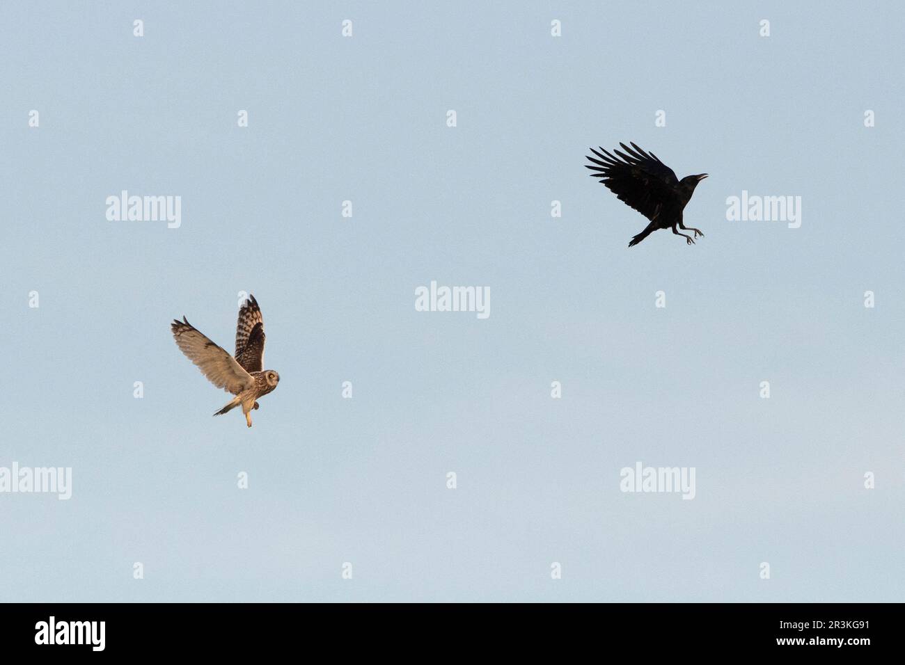 Short-eared Owl (Asio flammeus) chasing a crow in flight, Vendee ...
