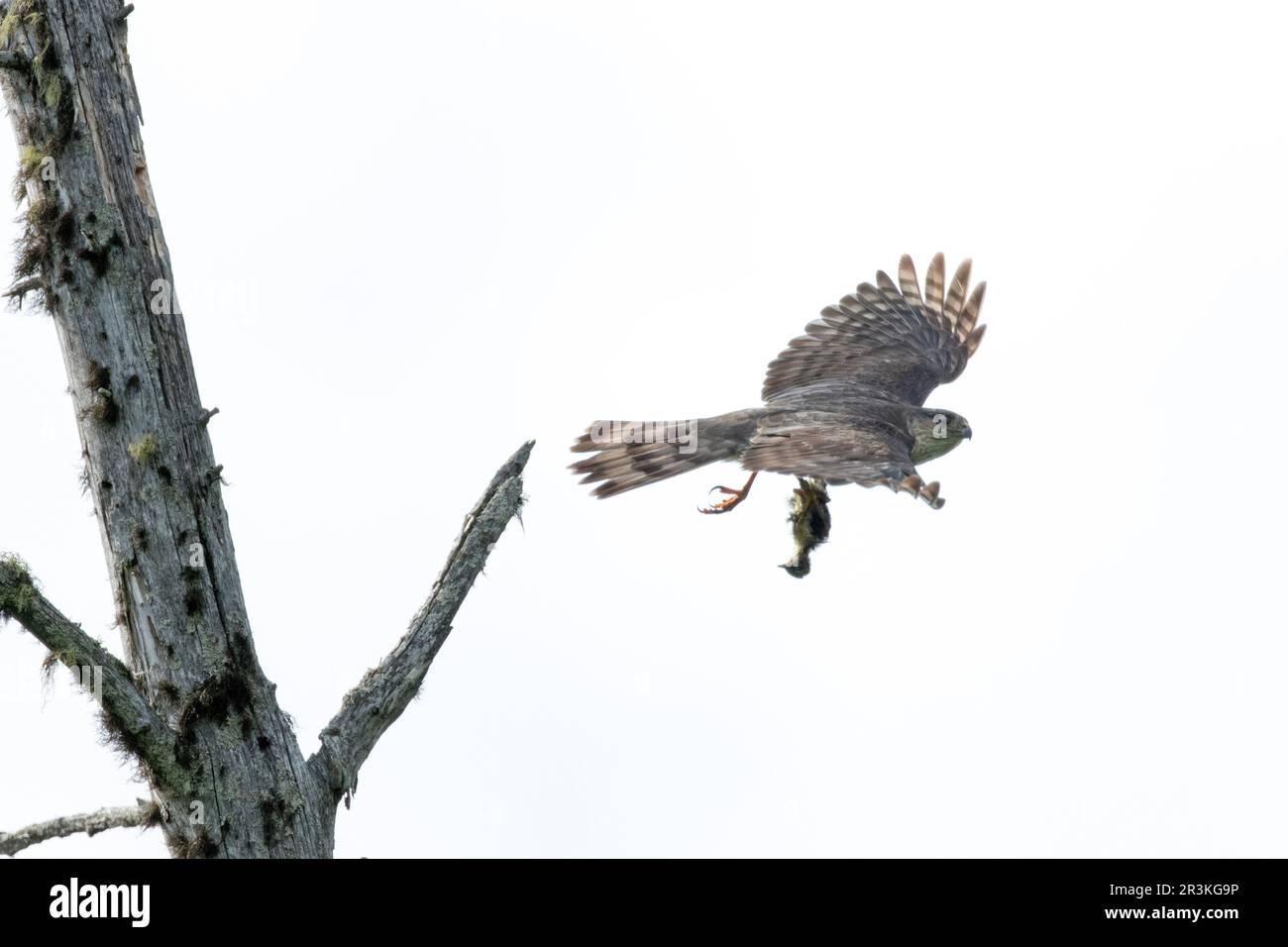 Sharp-shinned Hawk (Accipiter striatus) with a young Ruffed Grouse ...