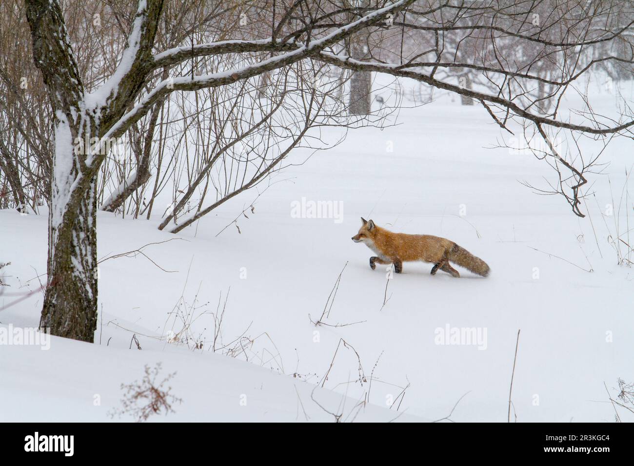 Red fox (Vulpes vulpes) advancing on a botanical garden plot.Montreal ...