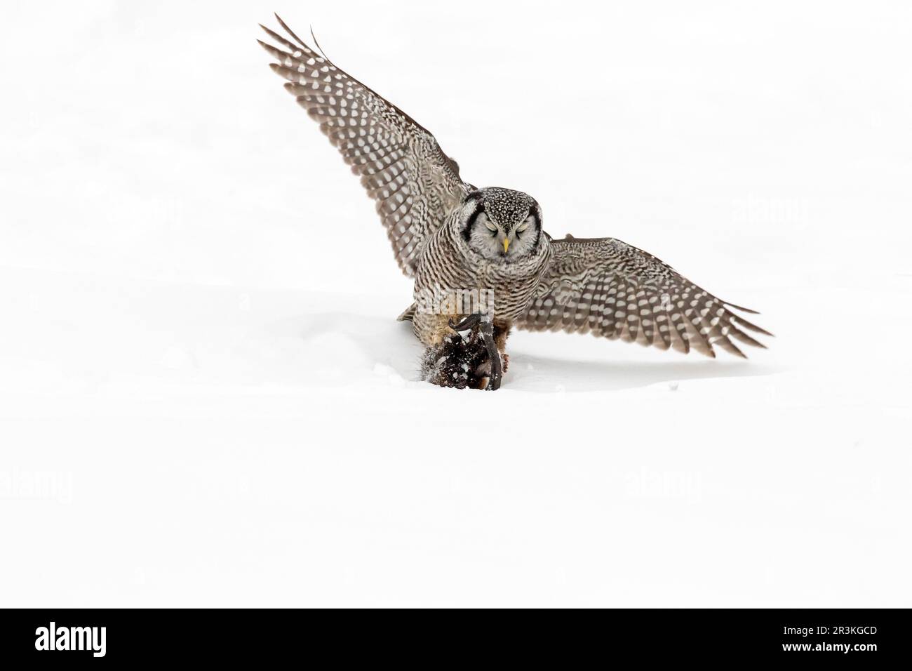 Northen Hawk Owl (Surnia ulula) catching a muskrat in snow. Central ...