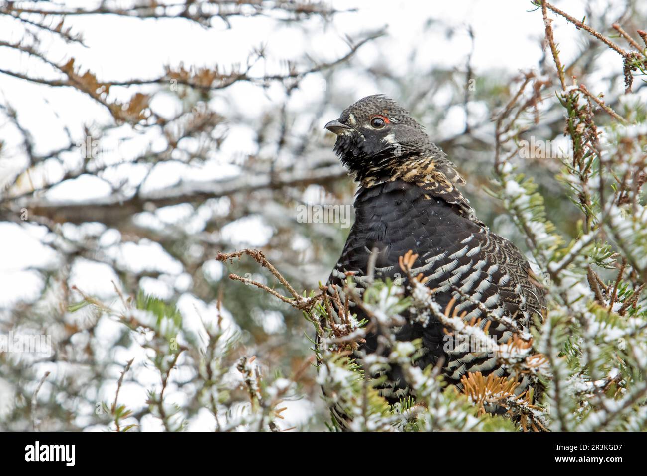 Spruce Grouse (Falcipennis canadensis) male on a balsam fir tree and ...