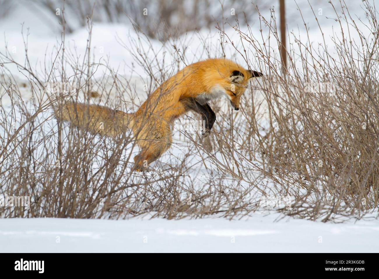 Red fox (Vulpes vulpes) jumping in the air before catching a mouse. Fox ...