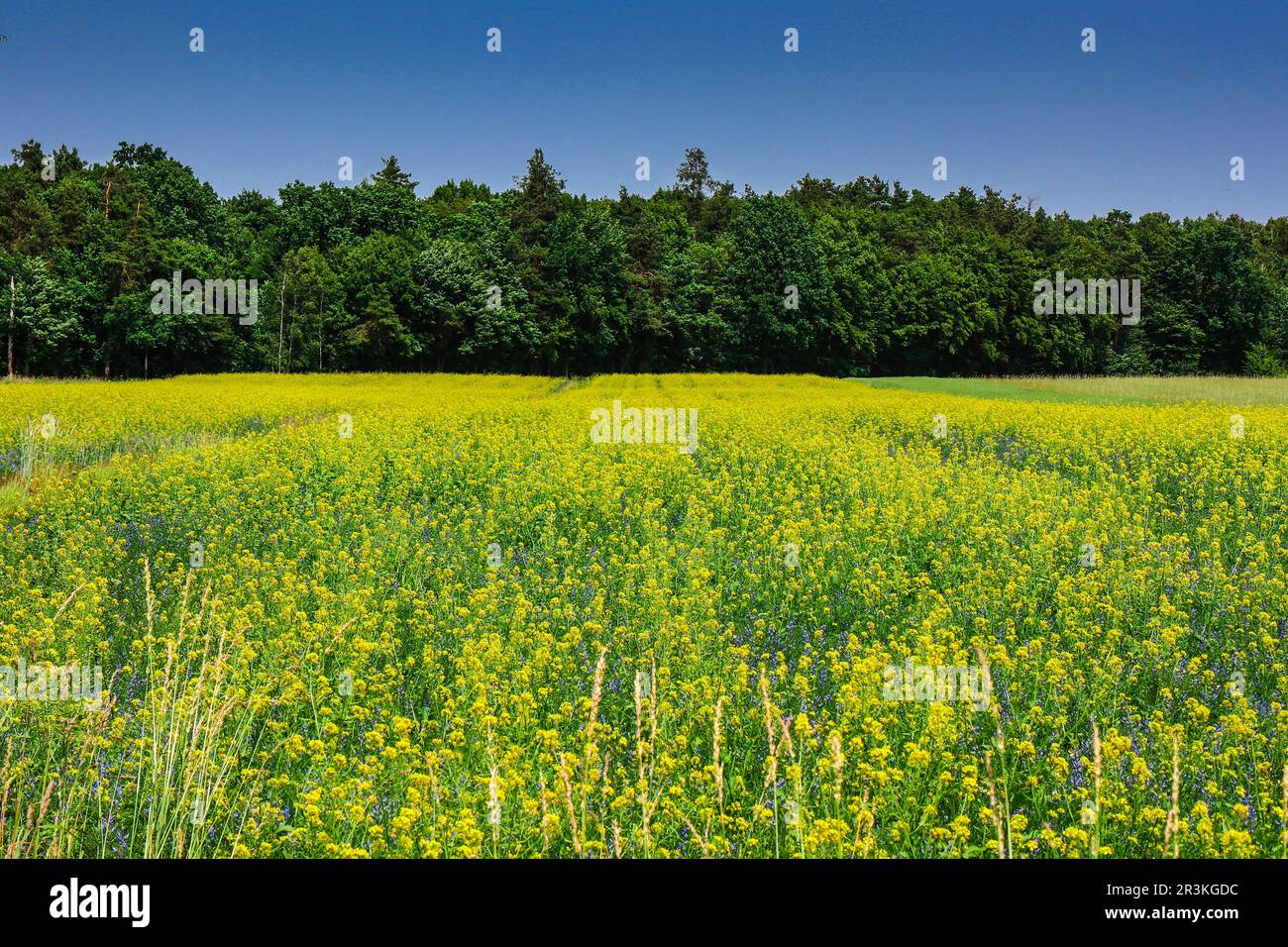 Yellow rapeseed field Stock Photo - Alamy