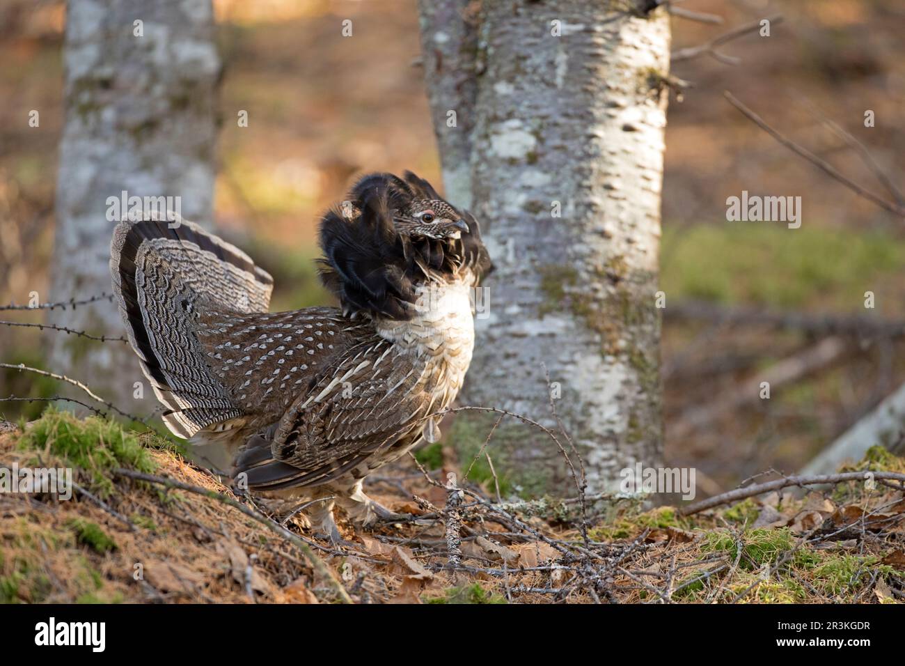 Ruffed grouse (Bonasa umbellus) male in territorial behaviour. Upper ...