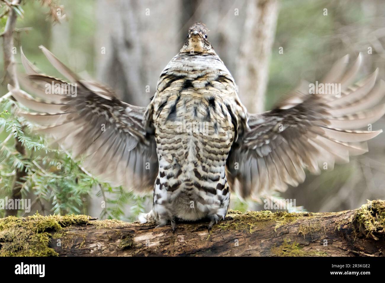 Ruffed grouse (Bonasa umbellus) male drumming. Territorial behaviour ...