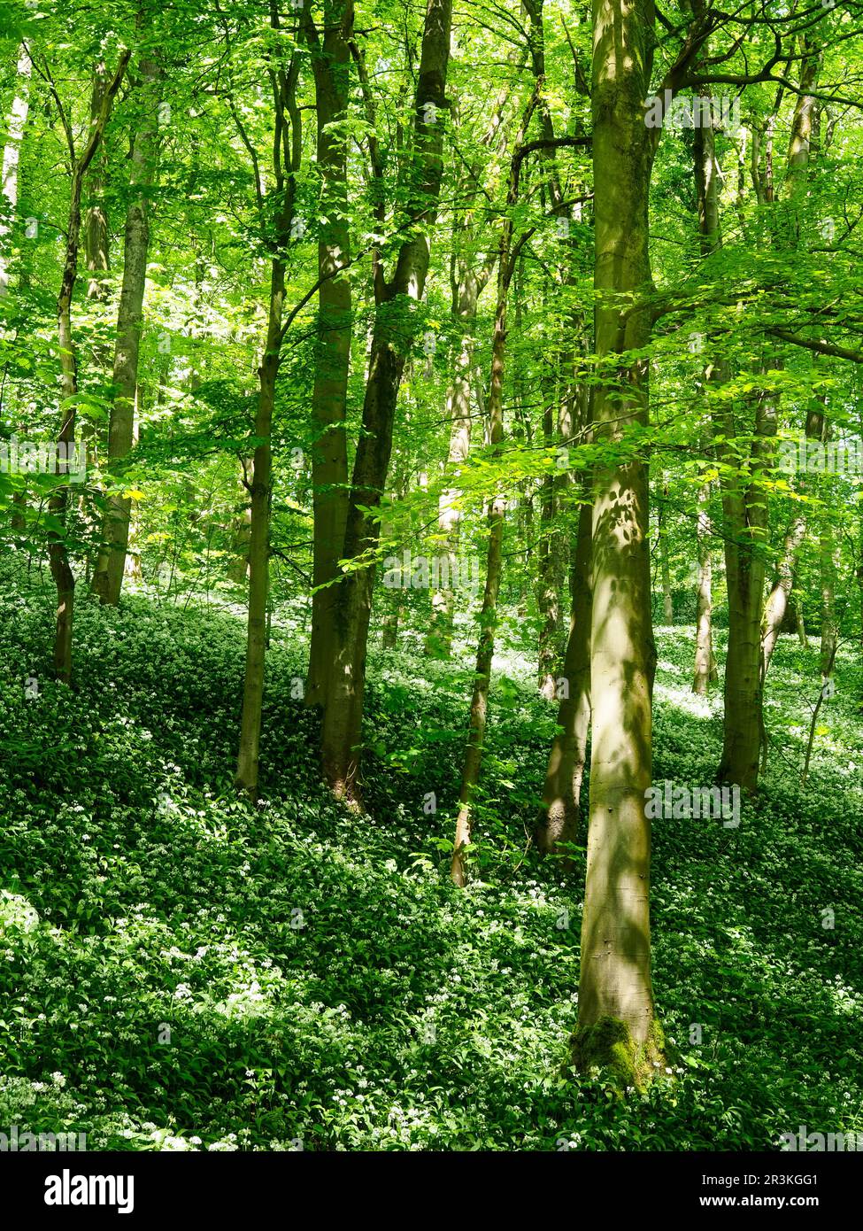Dappled light and wild garlic flowers under the trees in Skipton Castle ...