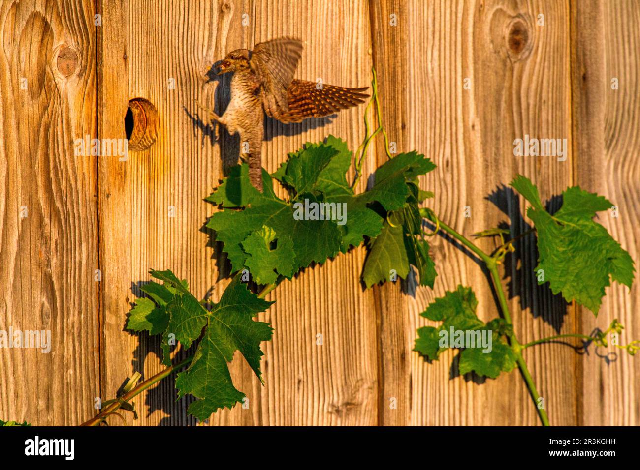 Eurasian Wryneck (Jynx torquilla) at the entrance to the nesting box ...