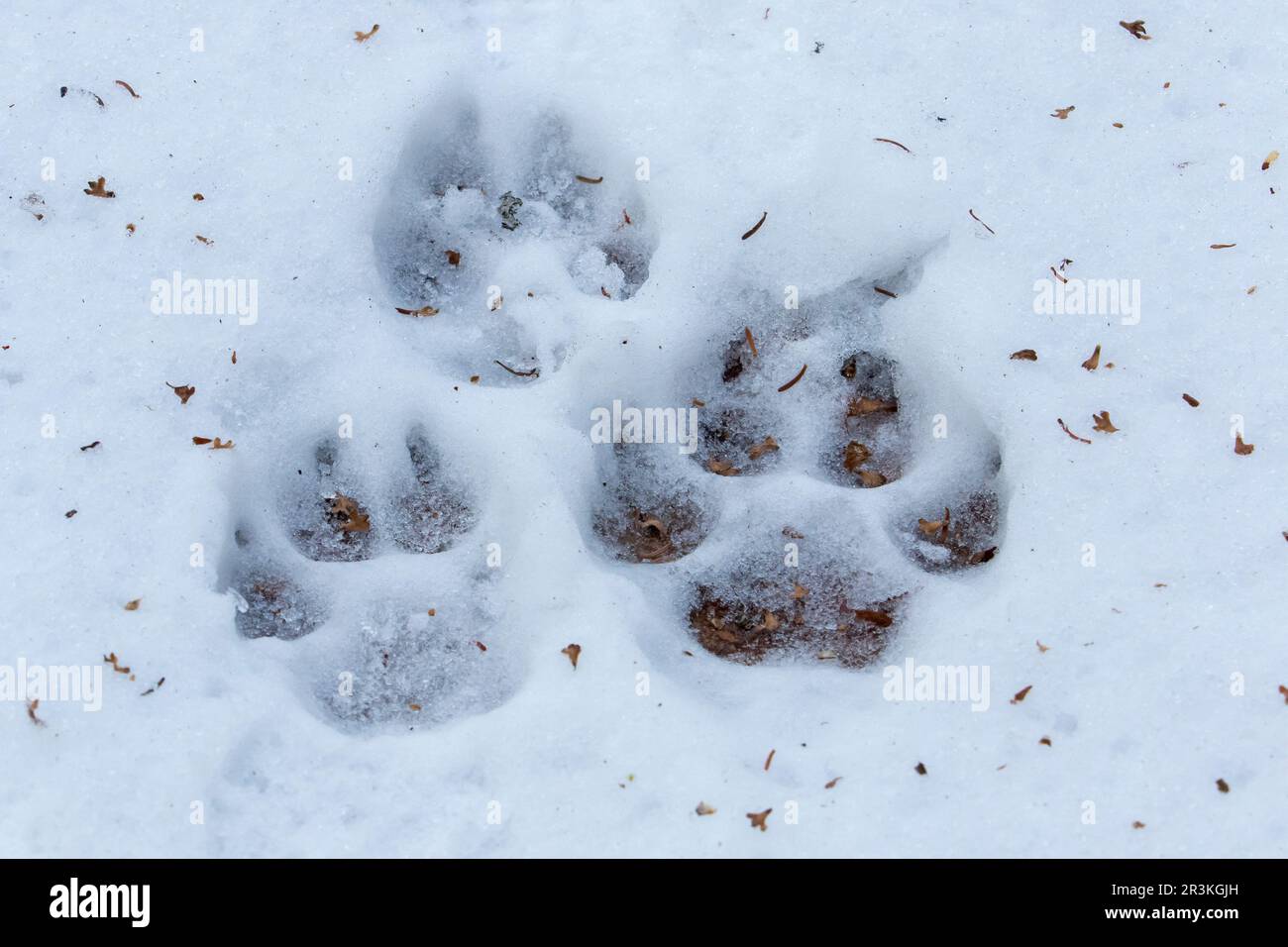 Wolf paw prints in the snow. La Mauricie National Park. Quebec. Canada ...