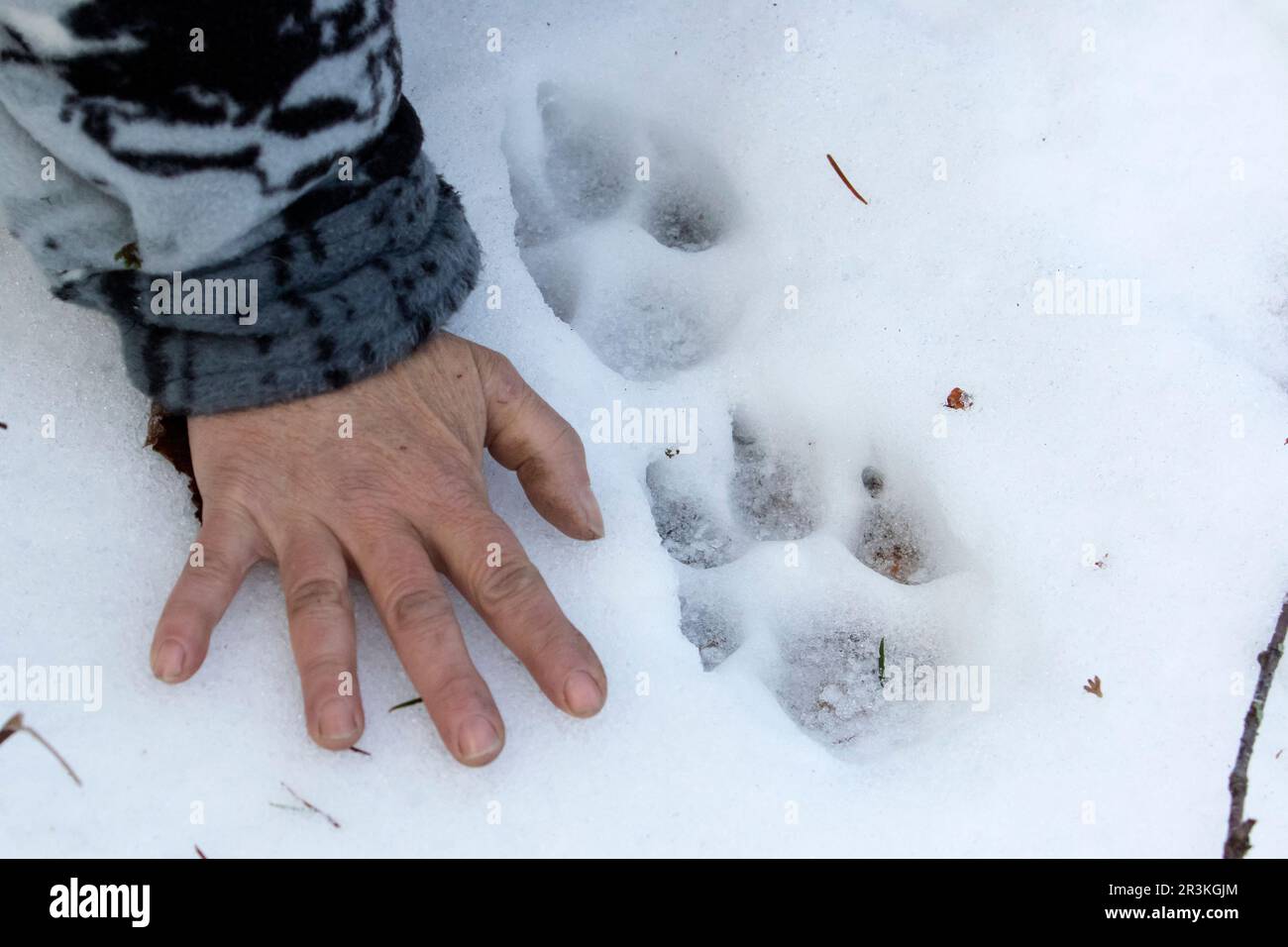 Wolf paw prints in the snow. La Mauricie National Park. Quebec. Canada ...